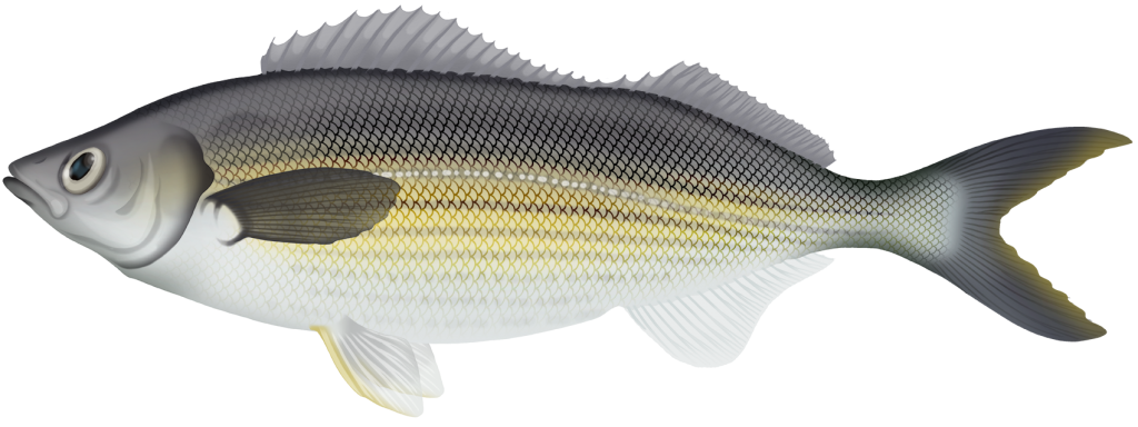 Real Bastard Trumpeter - Mendosoma Lineata | Marinewise
