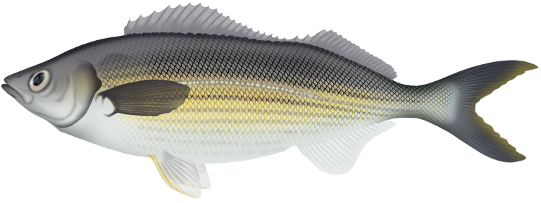 Real Bastard Trumpeter - Mendosoma Lineata | Marinewise
