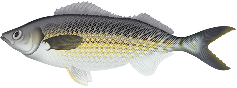 Real Bastard Trumpeter - Mendosoma Lineata | Marinewise