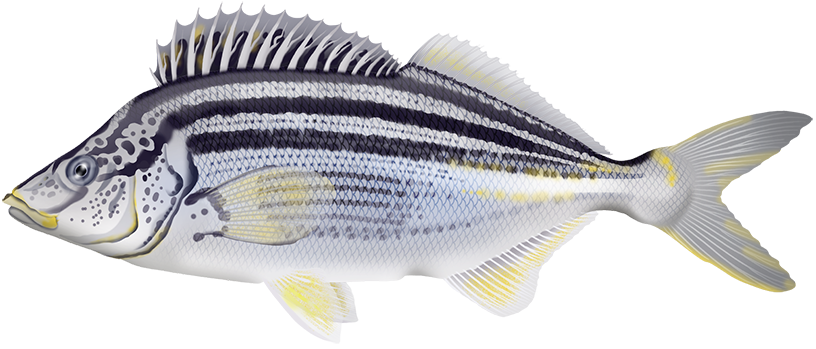 Striped Trumpeter - Latris Lineata | Marinewise