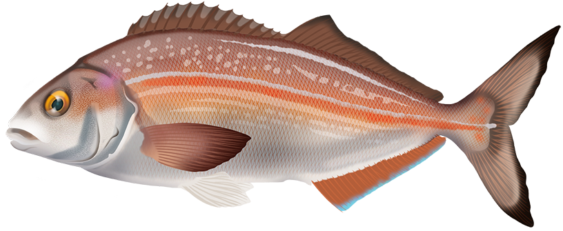 Bastard Trumpeter - Latridopsis Forsteri | Marinewise