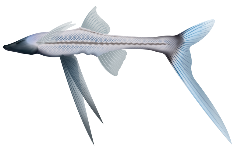 Tripod Spiderfish - Bathypterois Grallator | Marinewise