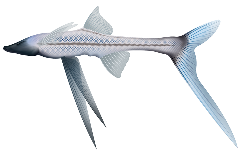 Tripod Spiderfish - Bathypterois Grallator | Marinewise