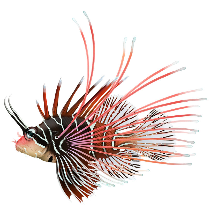 Whitelined Lionfish - Pterois Radiata | Marinewise