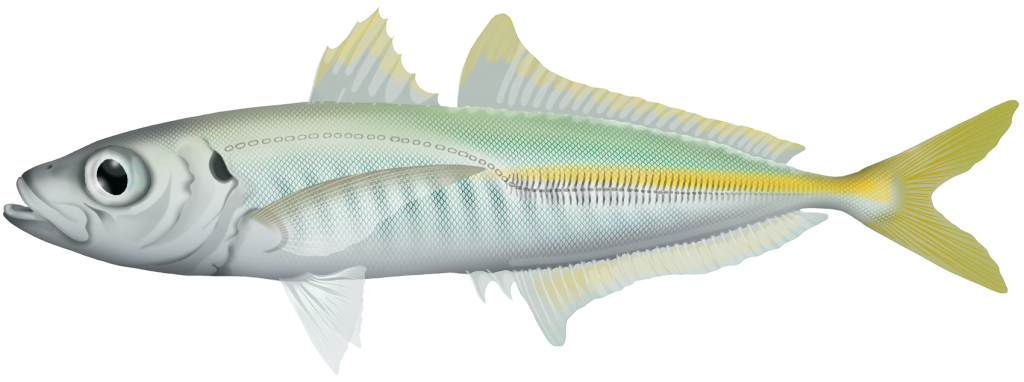 Yellowtail Scad - Trachurus Novaezelandiae | Marinewise