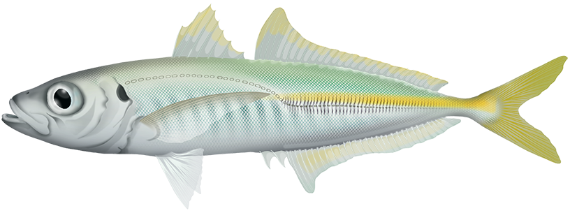 Yellowtail Scad - Trachurus Novaezelandiae | Marinewise