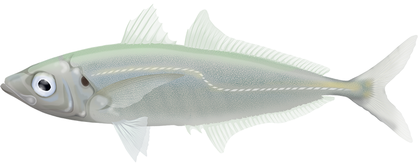 Jack Mackerel - Trachurus Declivis | Marinewise