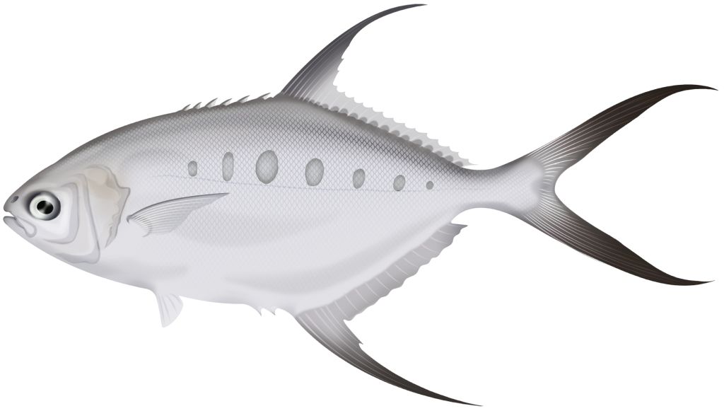 Swallowtail Dart - Trachinotus Coppingeri | Marinewise