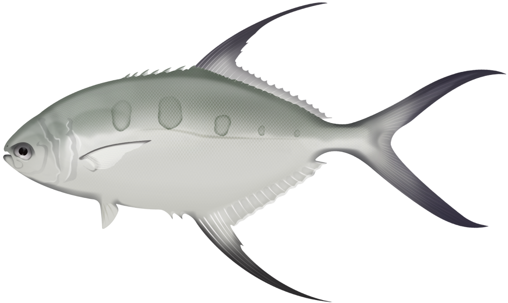 Common Dart - Trachinotus Botla | Marinewise