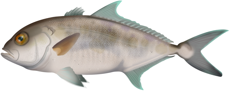 Samsonfish - Seriola Hippos | Marinewise