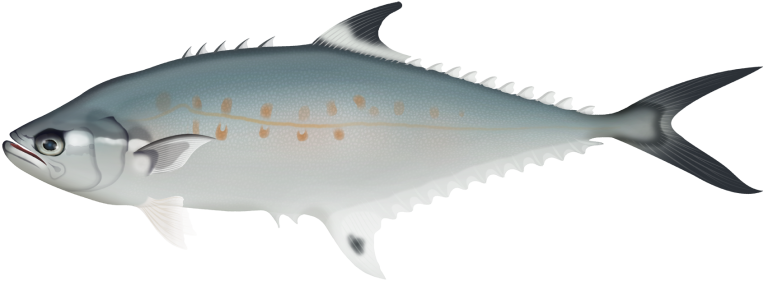 Lesser Queenfish - Scomberoides Lysan | Marinewise