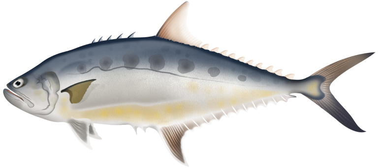 Giant Queenfish - Scomberoides Commersonianus | Marinewise