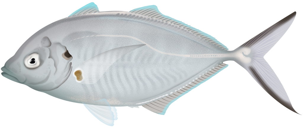 Sand Trevally - Pseudocaranx Wrighti | Marinewise