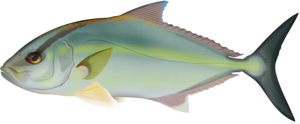 Amberjack - Seriola Dumerili | Marinewise