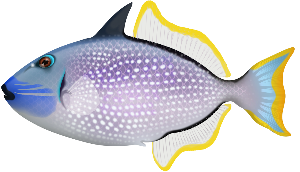 Gilded Triggerfish - Xanthichthys Auromarginatus | Marinewise