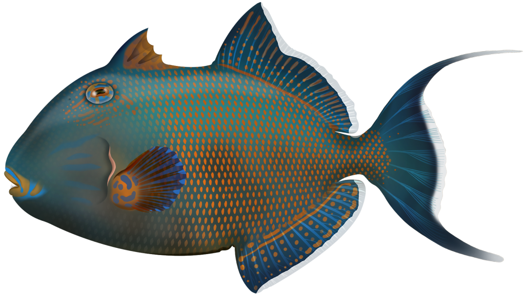 Yellowspotted Triggerfish - Pseudobalistes Fuscus | Marinewise
