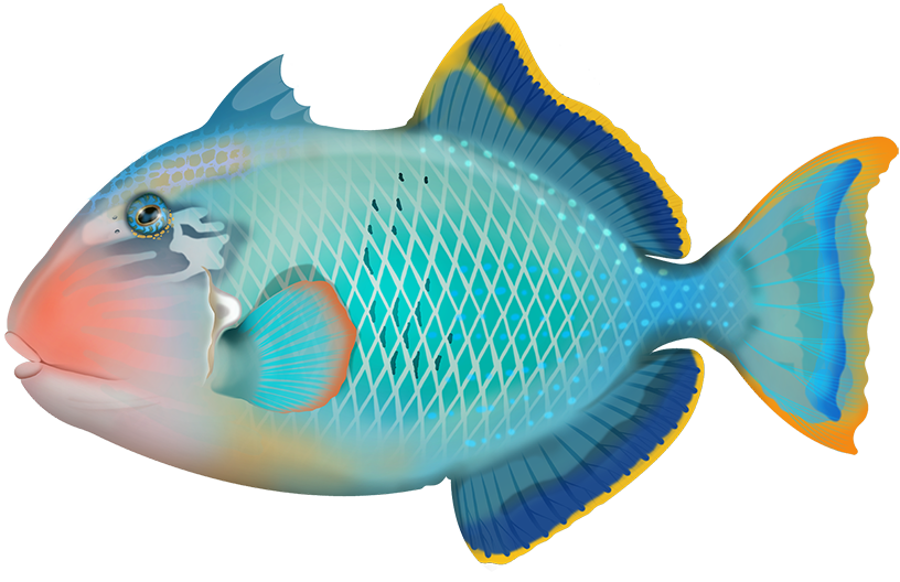 Yellowmargin Triggerfish - Pseudobalistes Flavimarginatus | Marinewise