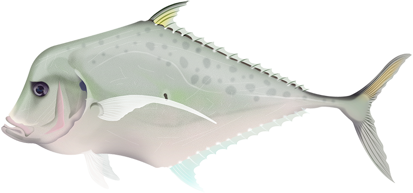 Diamond Trevally - Alectis Indica | Marinewise