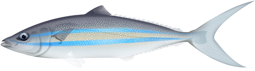 Rainbow Runner - Elagatis Bipinnulata | Marinewise