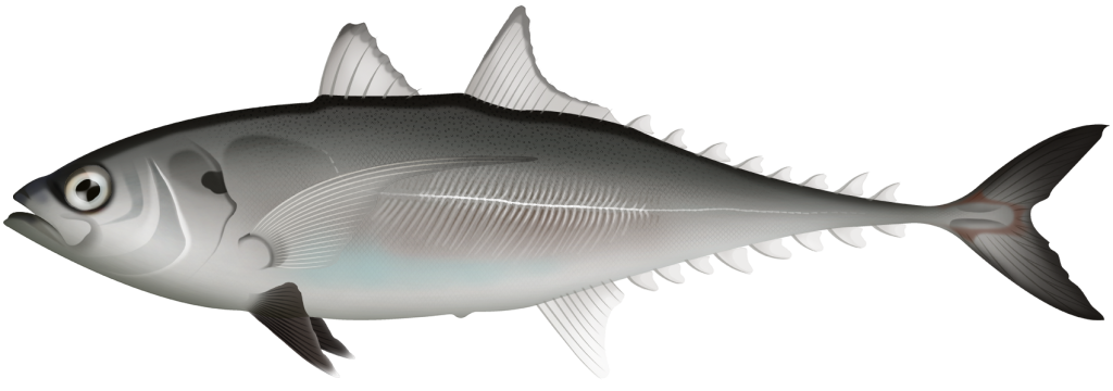 Finny Scad - Megalaspis Cordyla | Marinewise