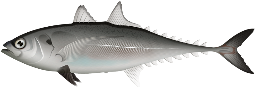 Finny Scad - Megalaspis Cordyla | Marinewise