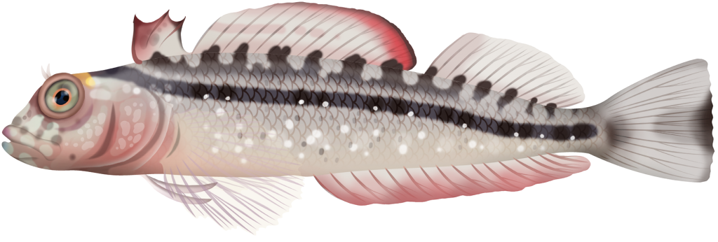 Common Threefin - Forsterygion lapillum | Marinewise