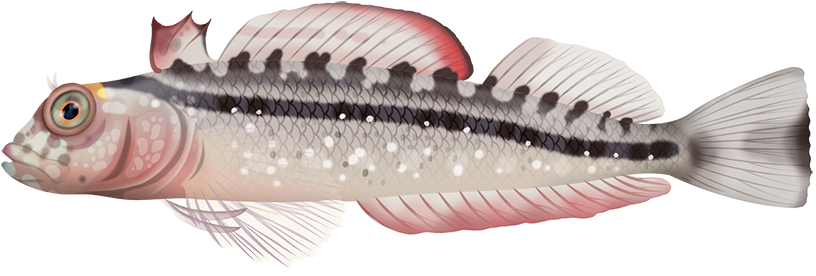 Common Threefin - Forsterygion lapillum | Marinewise