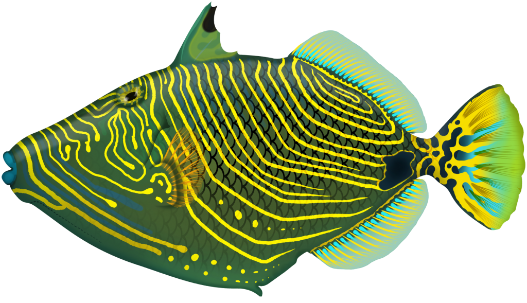 Orangestripe Triggerfish - Balistapus Undulatus | Marinewise