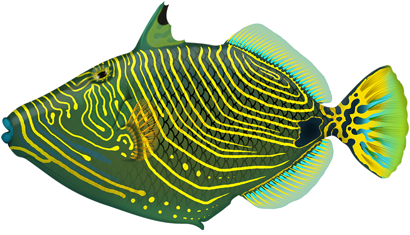 Orangestripe Triggerfish - Balistapus Undulatus | Marinewise