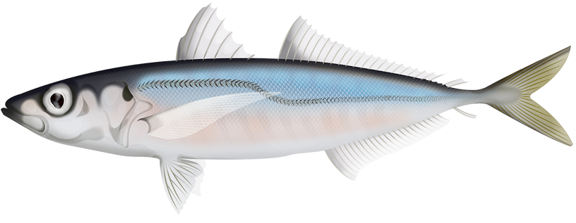 Slender Scad - Decapterus Macrosoma | Marinewise