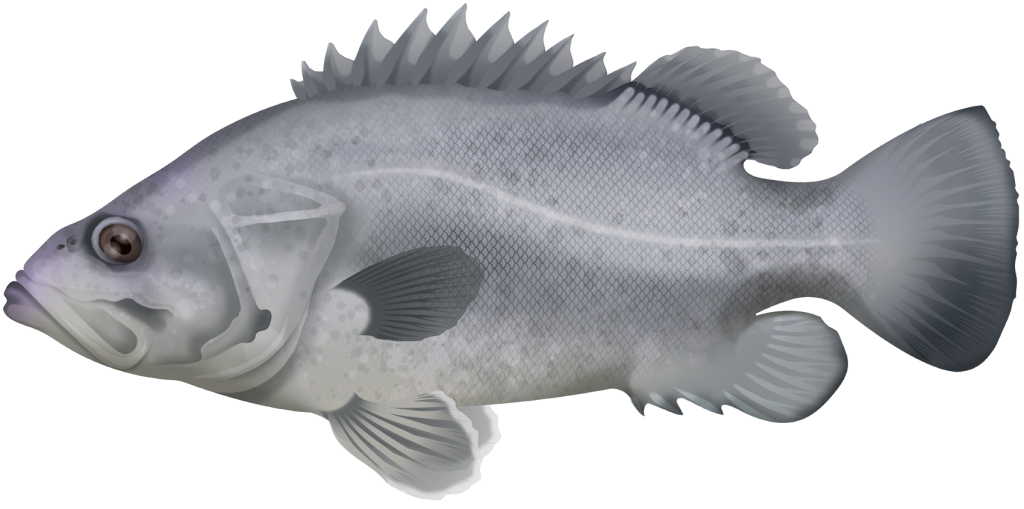 Bass Grouper - Polyprion Americanus | Marinewise