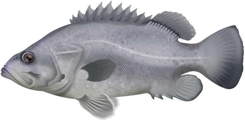 Bass Grouper - Polyprion Americanus | Marinewise