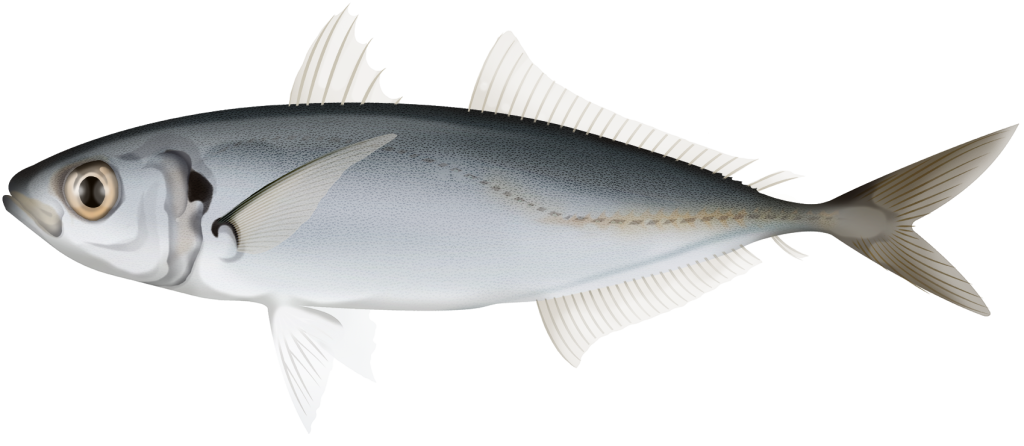 Indian Scad - Decapterus Russelli | Marinewise