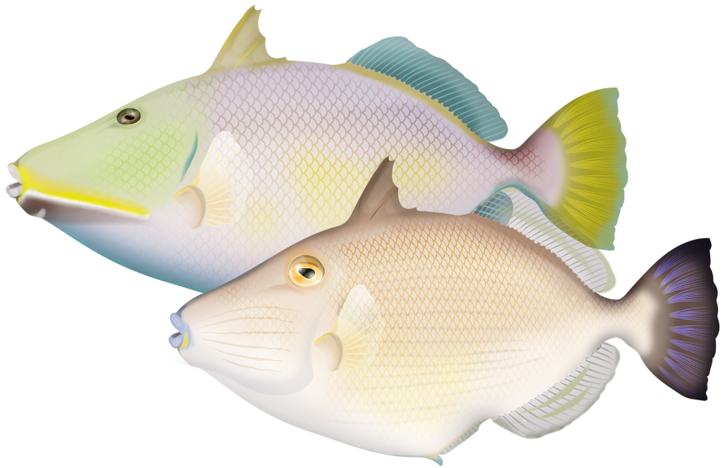 Bridled Triggerfish - Sufflamen Fraenatum | Marinewise