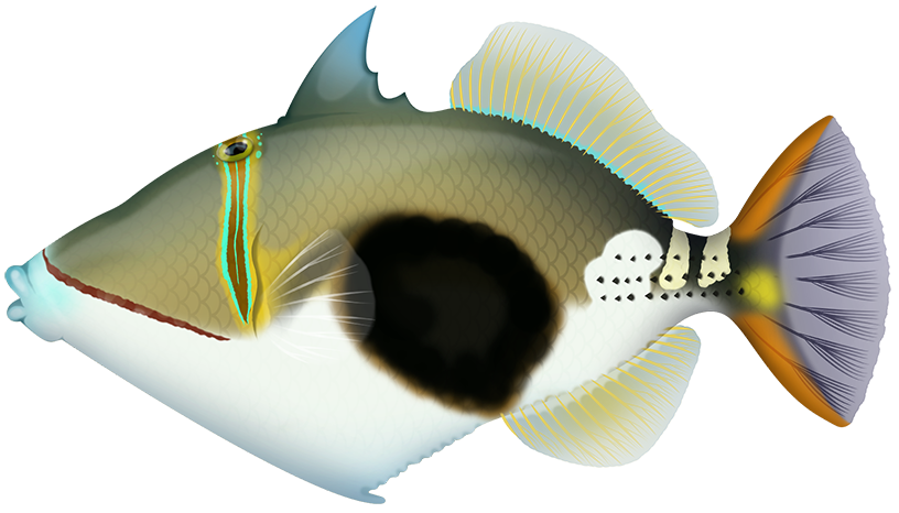 Blackpatch Triggerfish - Rhinecanthus Verrucosus | Marinewise