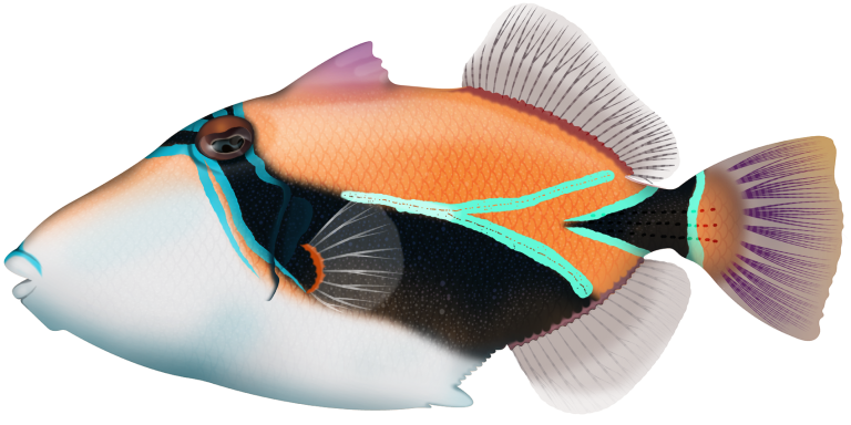 Wedgetail Triggerfish - Rhinecanthus Rectangulus | Marinewise