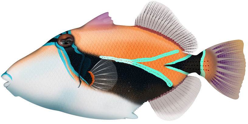 Wedgetail Triggerfish - Rhinecanthus Rectangulus | Marinewise