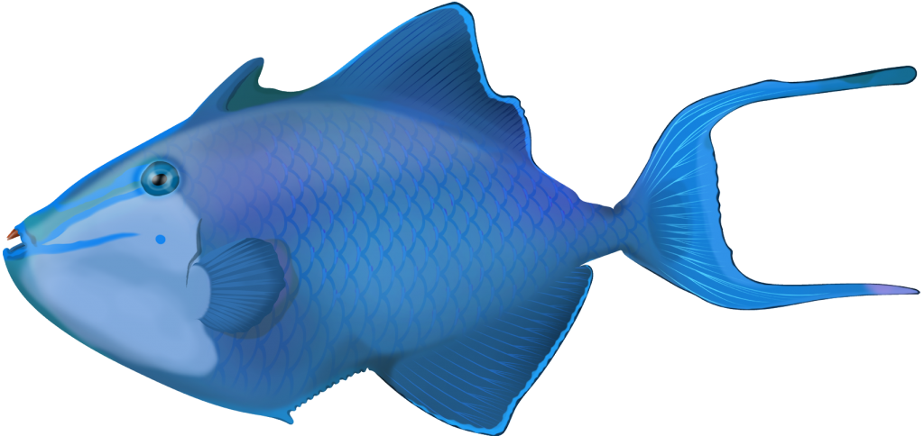 Redtooth Triggerfish - Odonus Niger | Marinewise