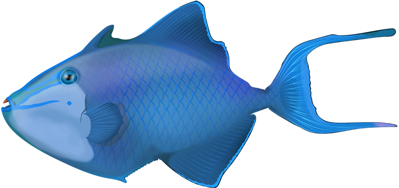 Redtooth Triggerfish - Odonus Niger | Marinewise