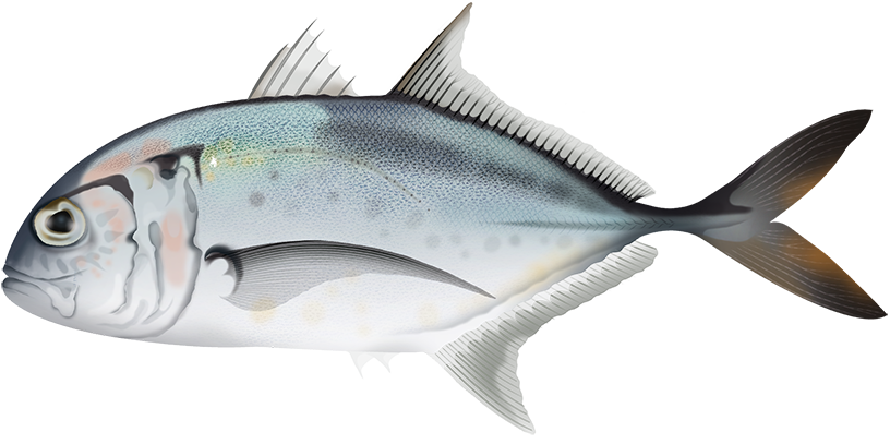 Tille Trevally - Caranx Tille | Marinewise