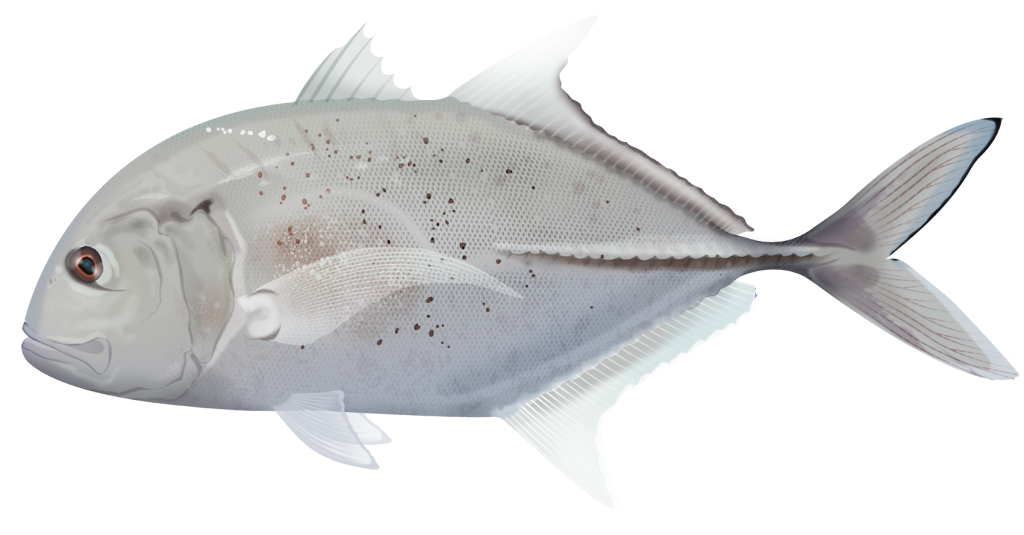 Giant Trevally - Caranx Ignobilis | Marinewise