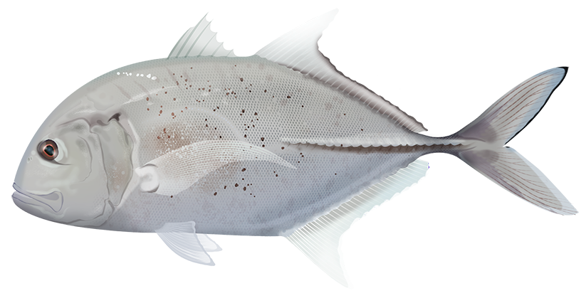 Giant Trevally - Caranx Ignobilis | Marinewise