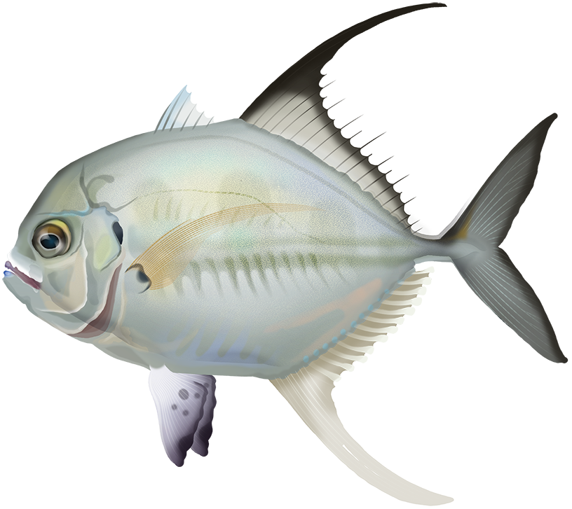 Bumpnose Trevally - Carangoides Hedlandensis | Marinewise