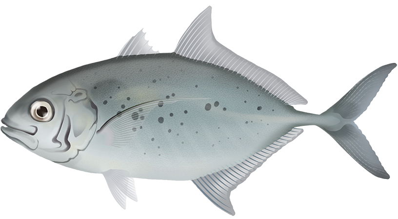 Bludger Trevally - Carangoides Gymnostethus | Marinewise