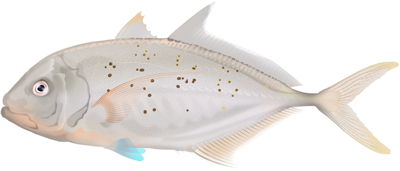 Turrum - Carangoides Fulvoguttatus | Marinewise
