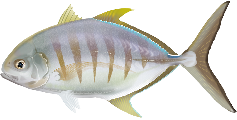 Blue Trevally - Carangoides Ferdau | Marinewise