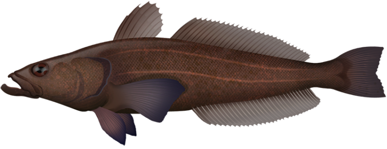 Patagonian Toothfish - Dissostichus Eleginoides | Marinewise