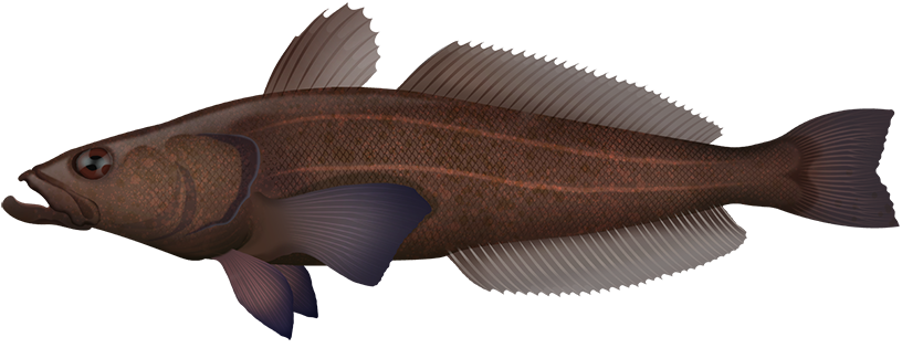 Patagonian Toothfish - Dissostichus Eleginoides | Marinewise