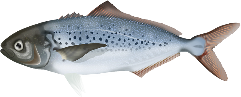 Silver Warehou - Seriolella Punctata | Marinewise