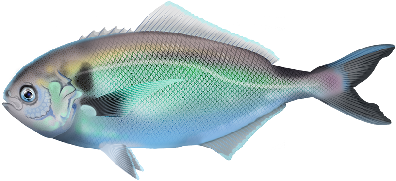 Blue Warehou - Seriolella Brama | Marinewise